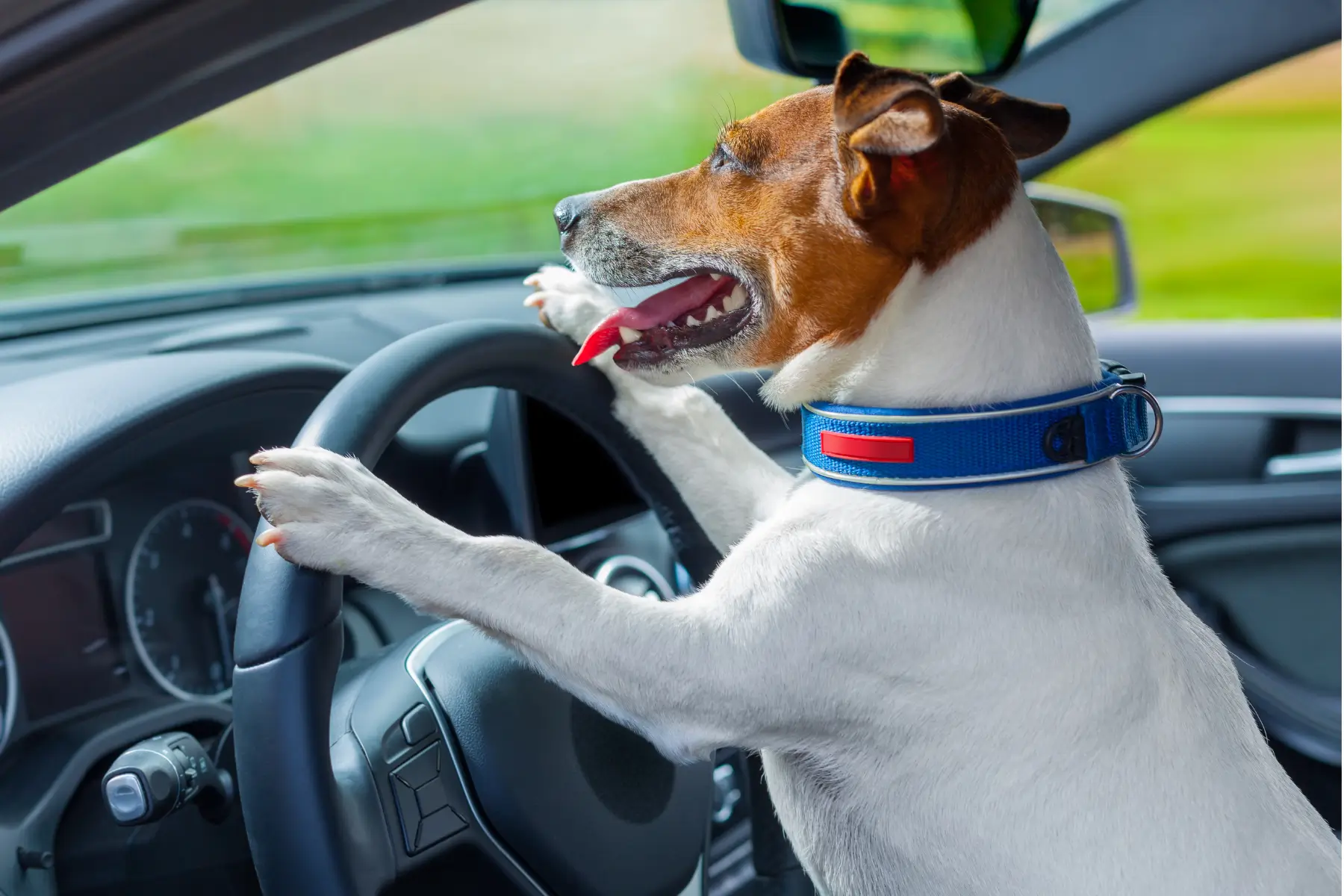 Cat and dog boarding pick-up and delivery services Denver