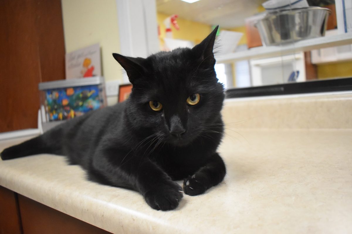 Pet Resort Home - Doggie Dude Ranch and the O'Cat Corral