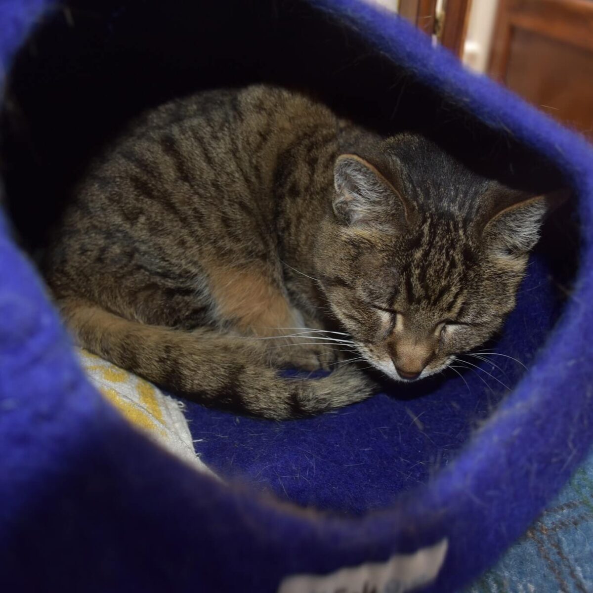 Cat Boarding - Doggie Dude Ranch and the O'Cat Corral